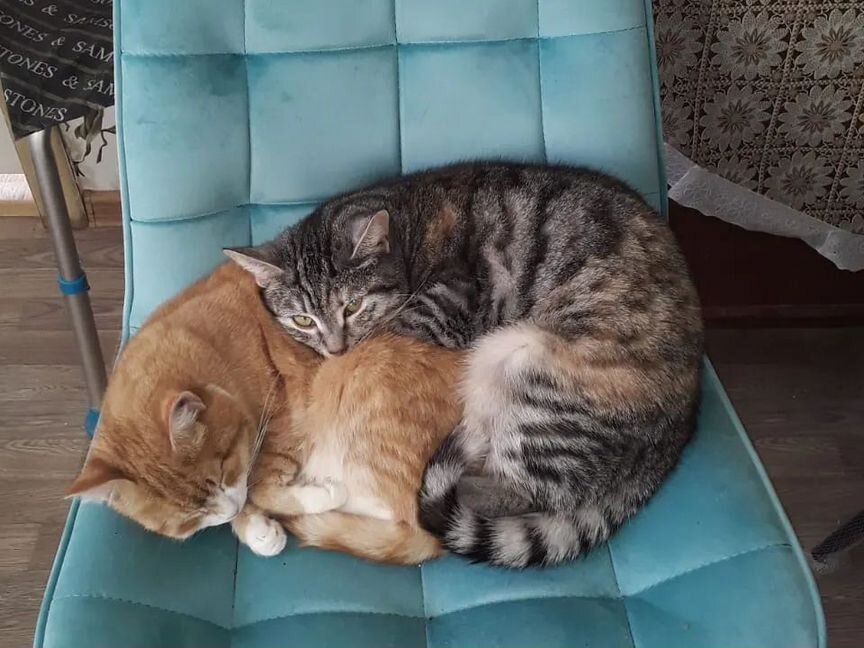 Кошки одни в квартире. Ищу добрые руки