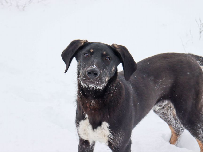 Ровер в добрые руки