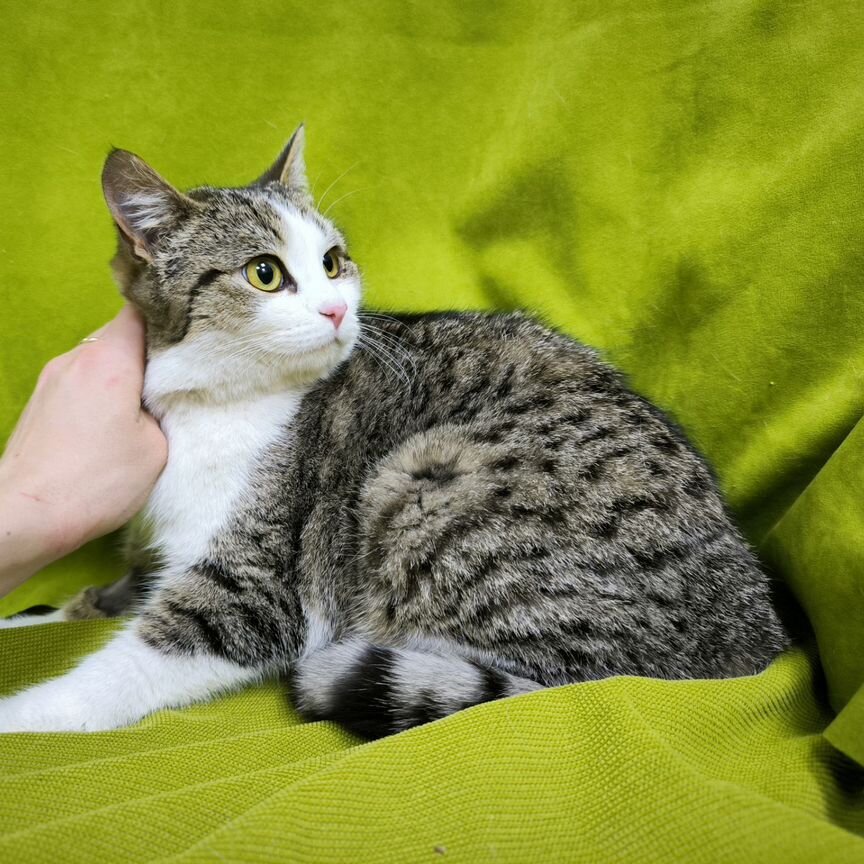 Кошка 1 год стерилизована, лейкоз отрицательно