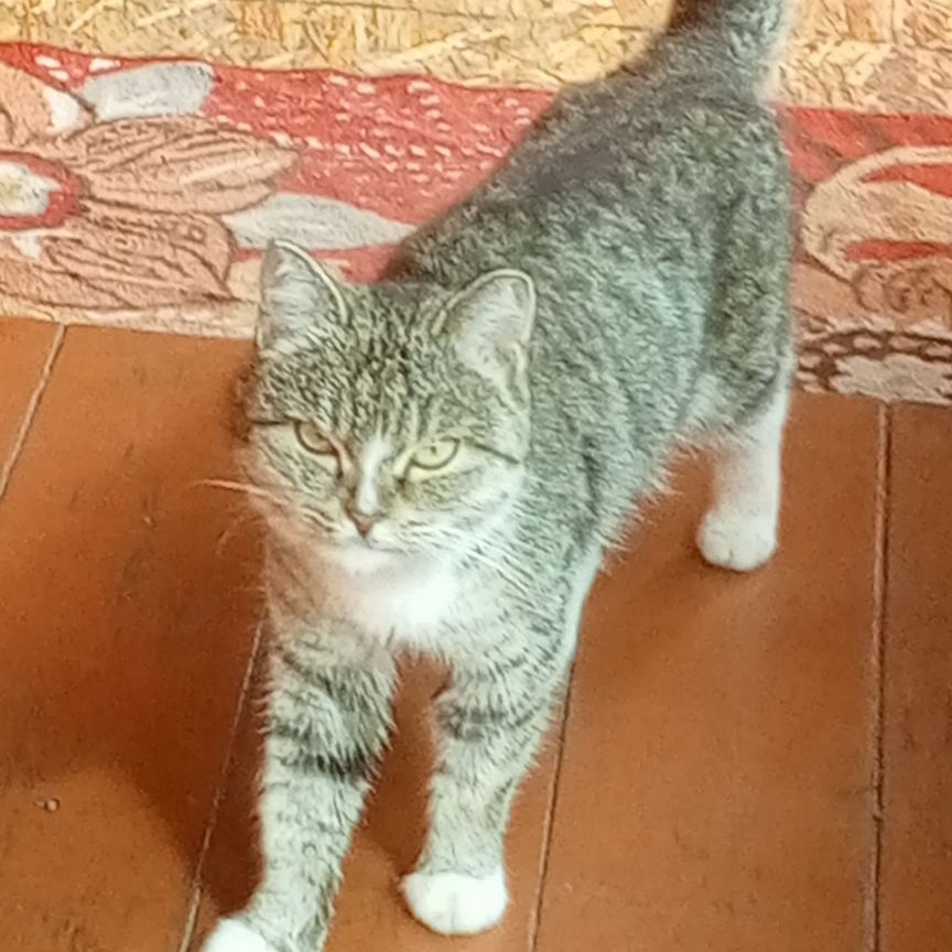 Очаровашки, котята