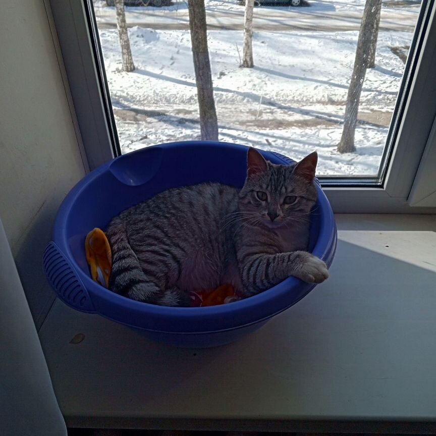 Отдам кота в добрые руки бесплатно