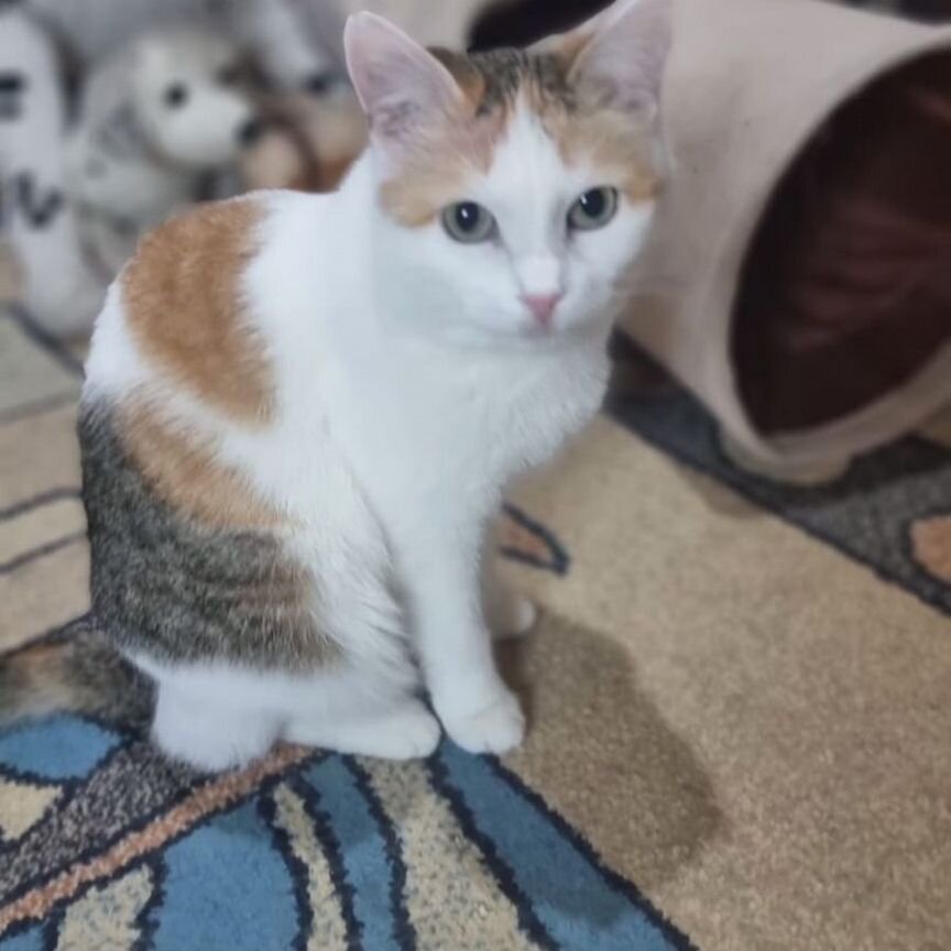 Скромная нежная трехцветная кошечка