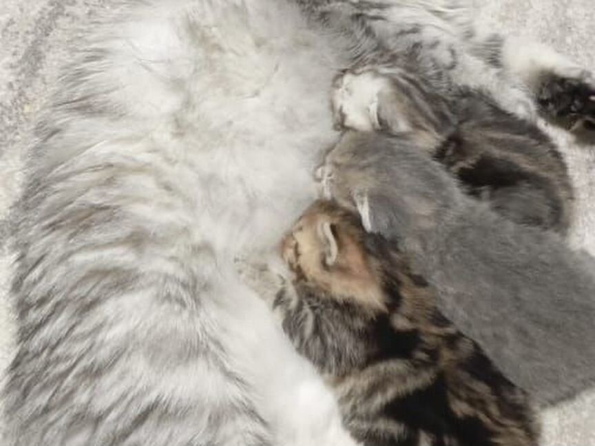 Шотландские вислоухие котята