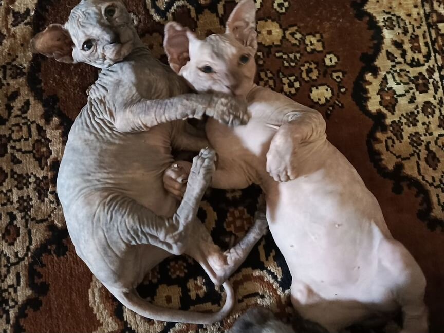 Донской сфинкс котята
