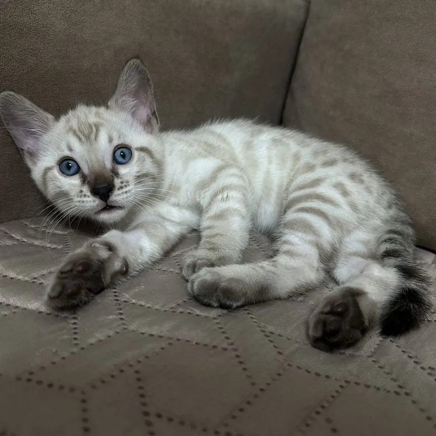 Бенгальская кошечка снежная
