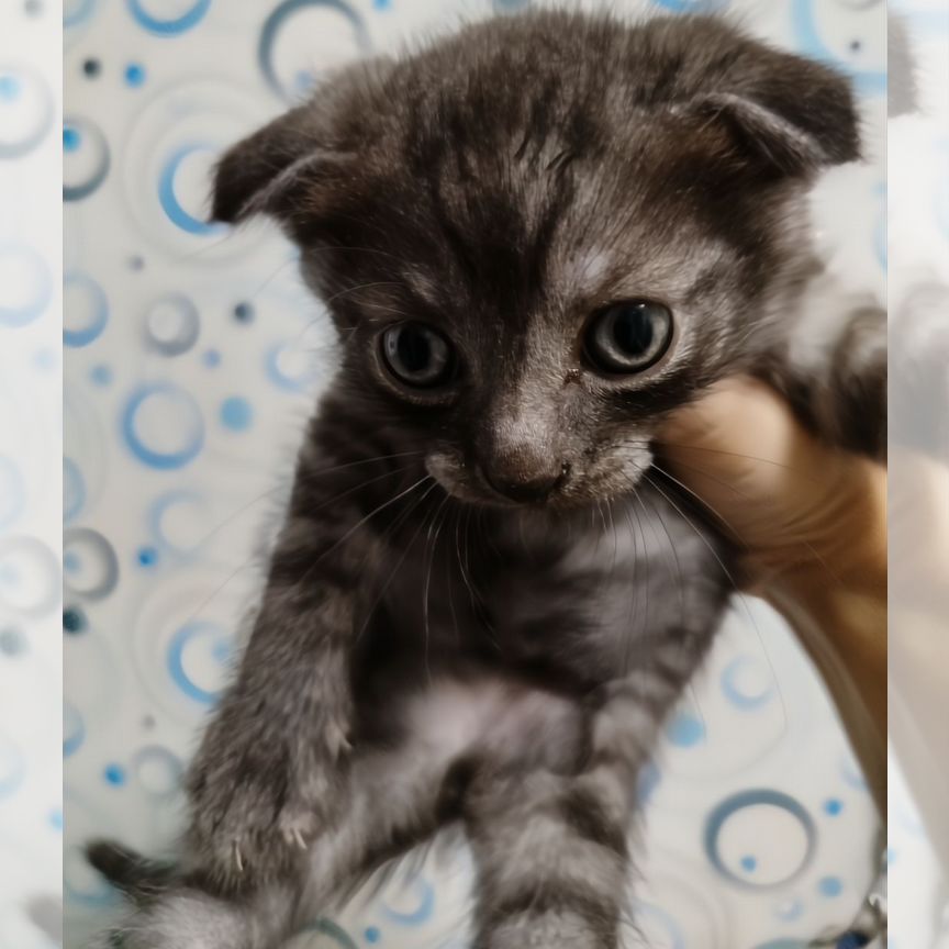 Котёнок от частного владельца