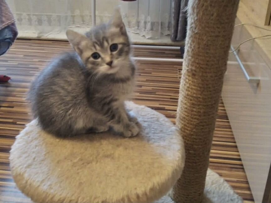 Котята