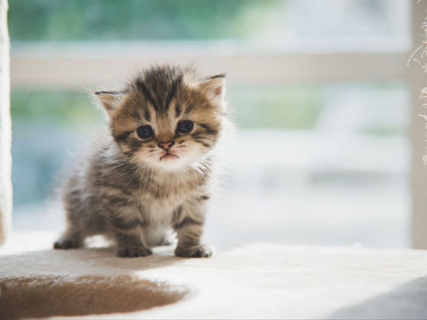 Корм для кошек