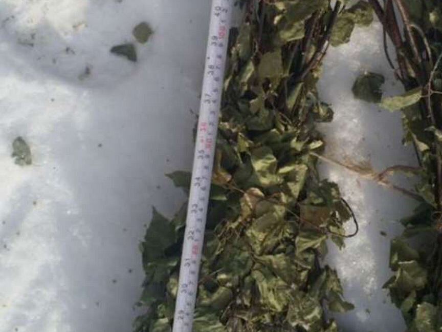 Веточный корм, веник кормовой для козы