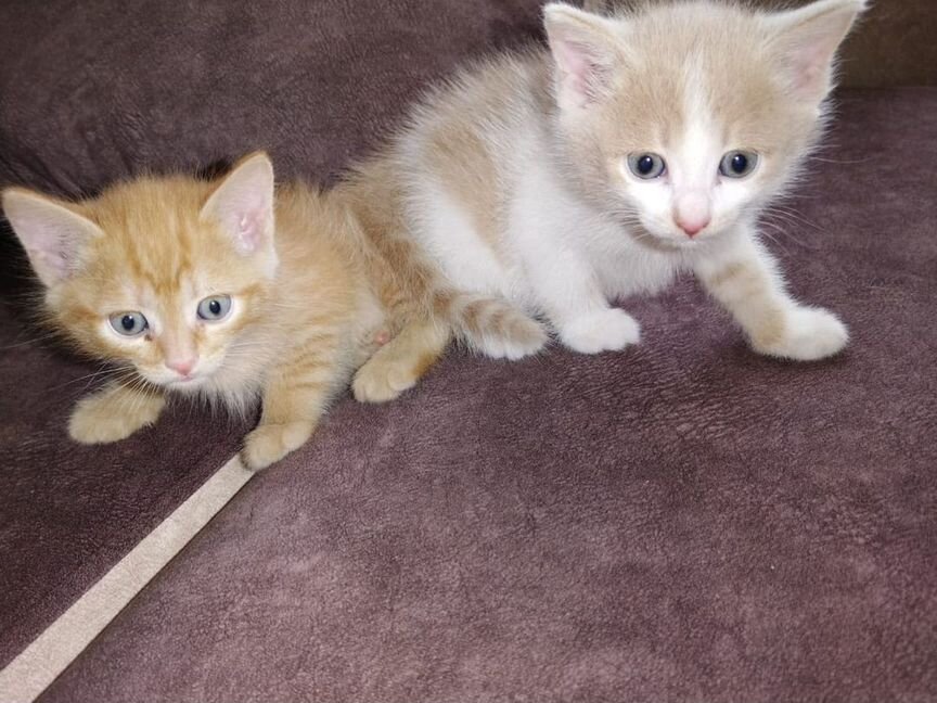 Котята - милые пушистики