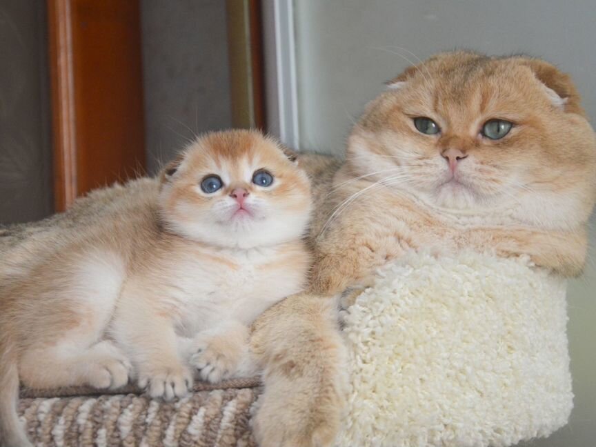 Шотландские золотого окраса котята фолд