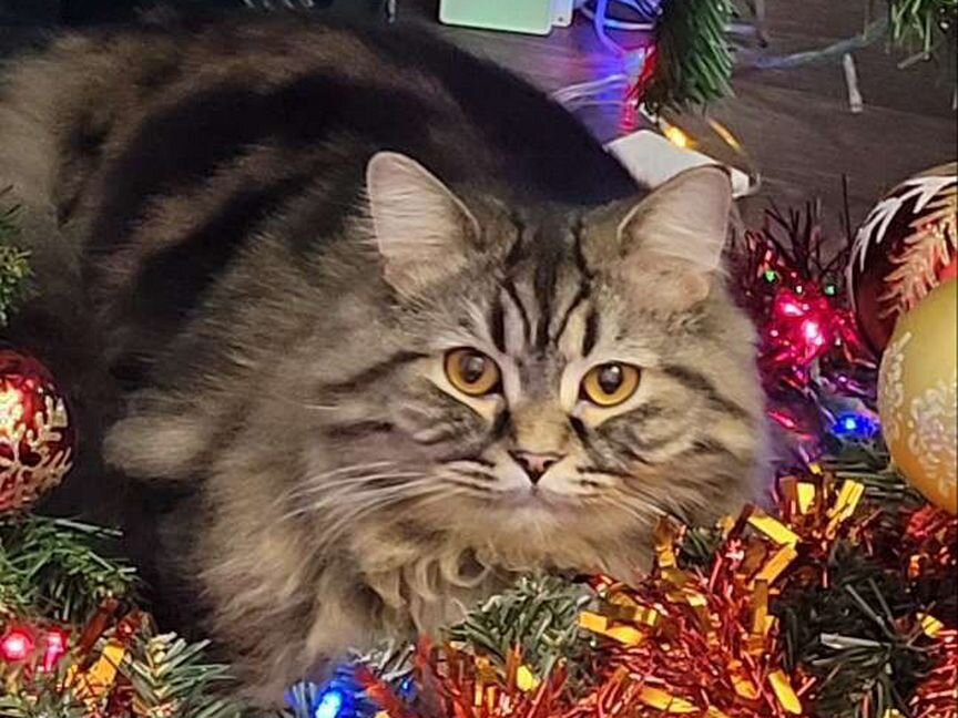 Котики бесплатно в добрые руки