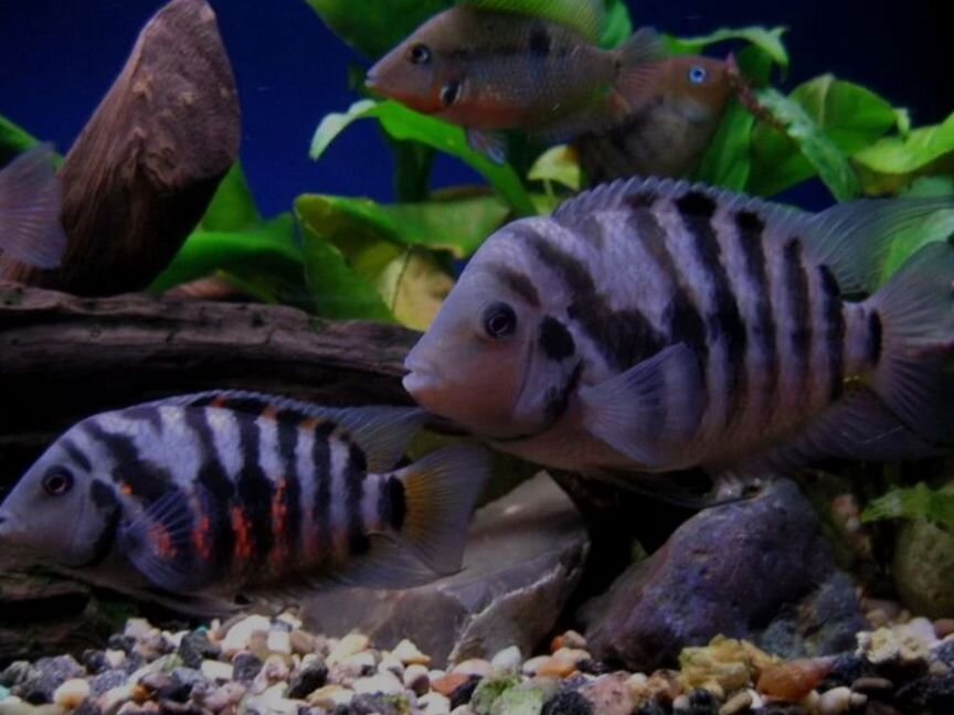 Цихлозома чернополосая мальки