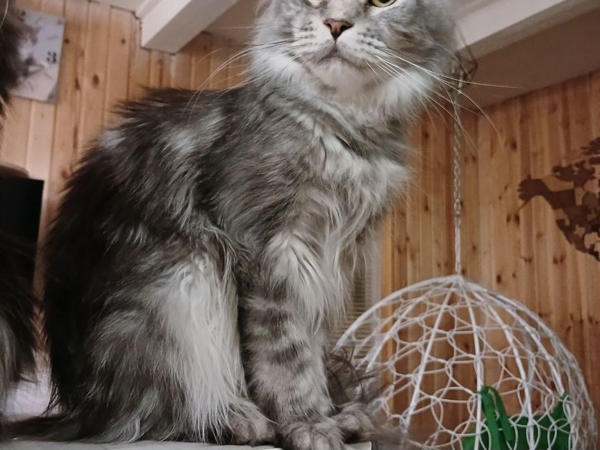 Рысь мейн-кун Асения серебряный мрамор