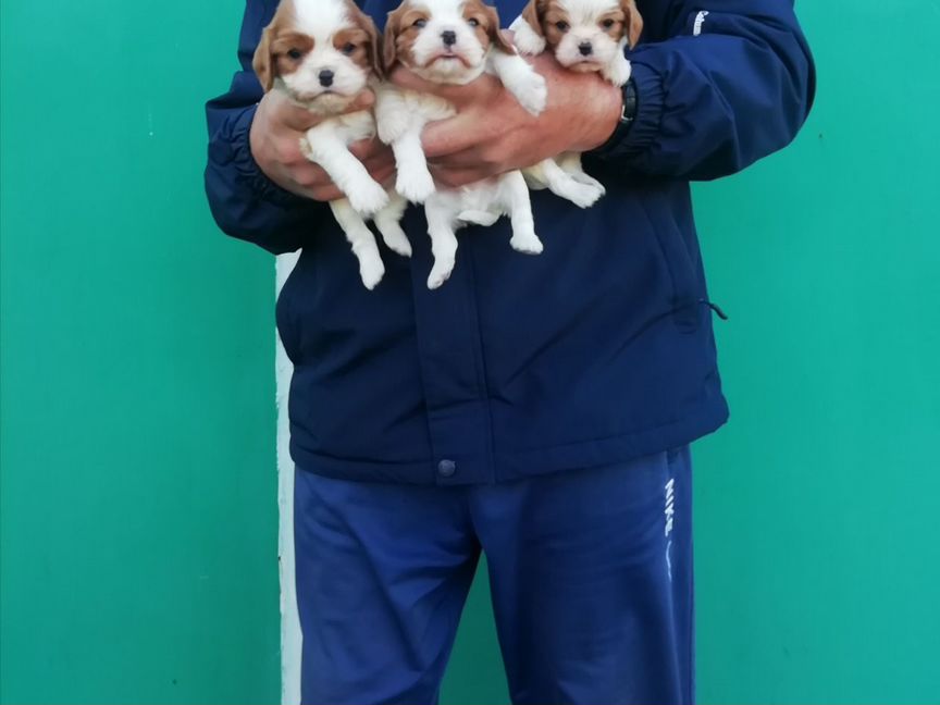 Щенки ккчс