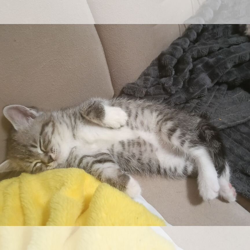 Котёнок в добрые руки