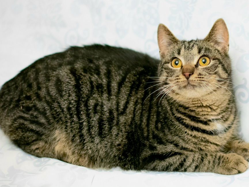 Красавец Василь, котенок 6 месяцев