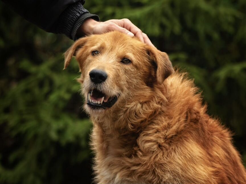 Собака мальчик