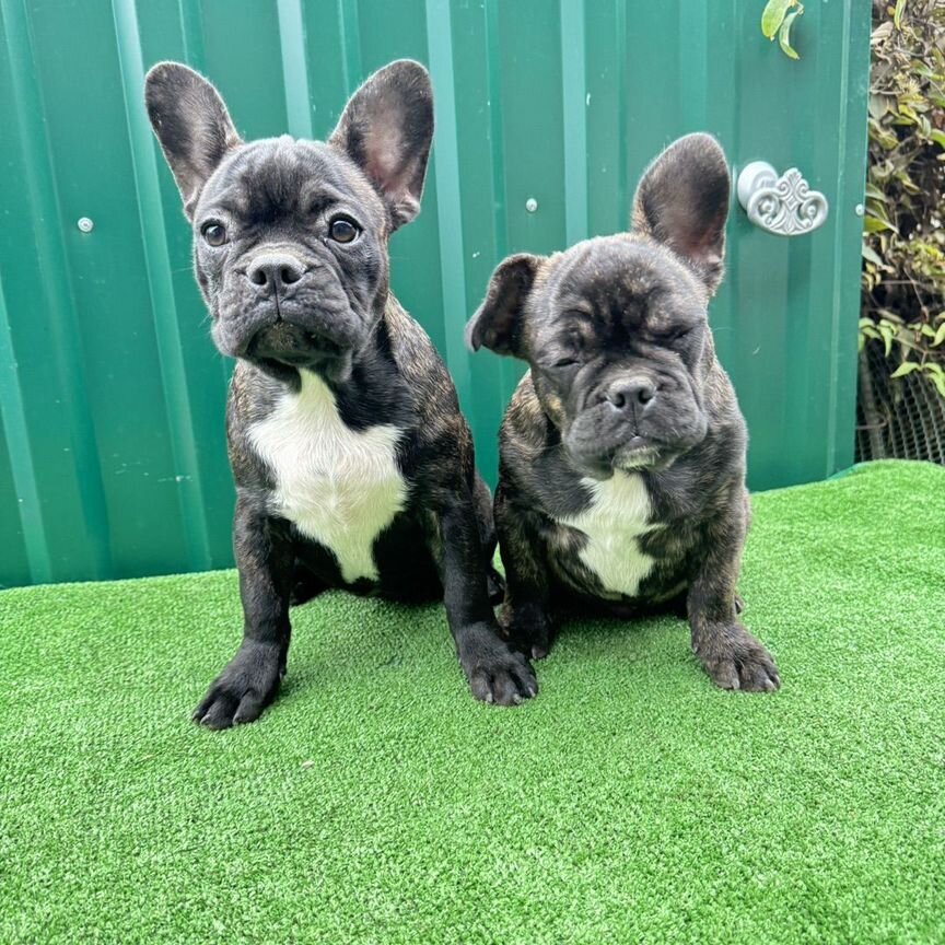 Французский бульдог