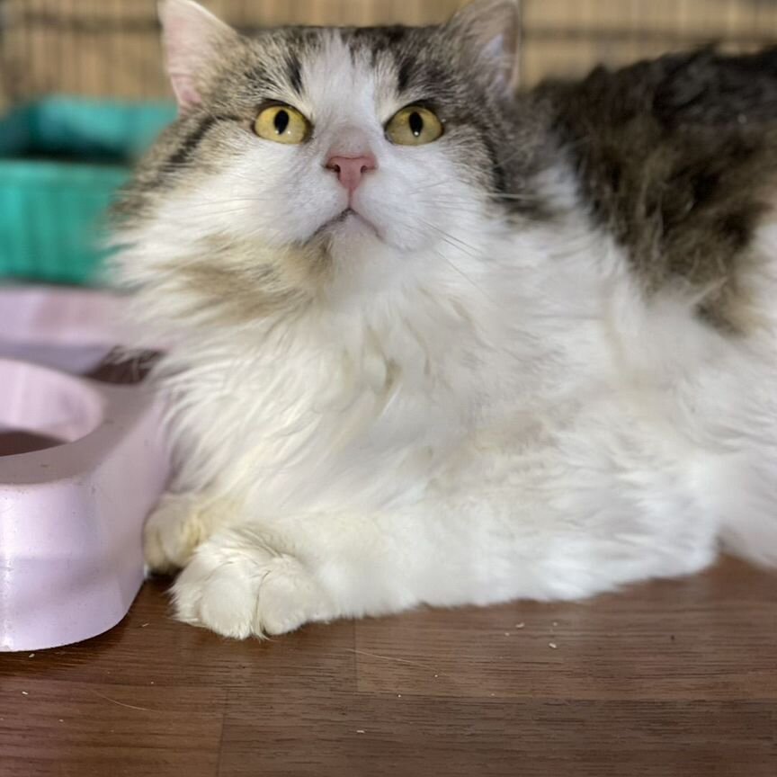 Сибирская кошечка