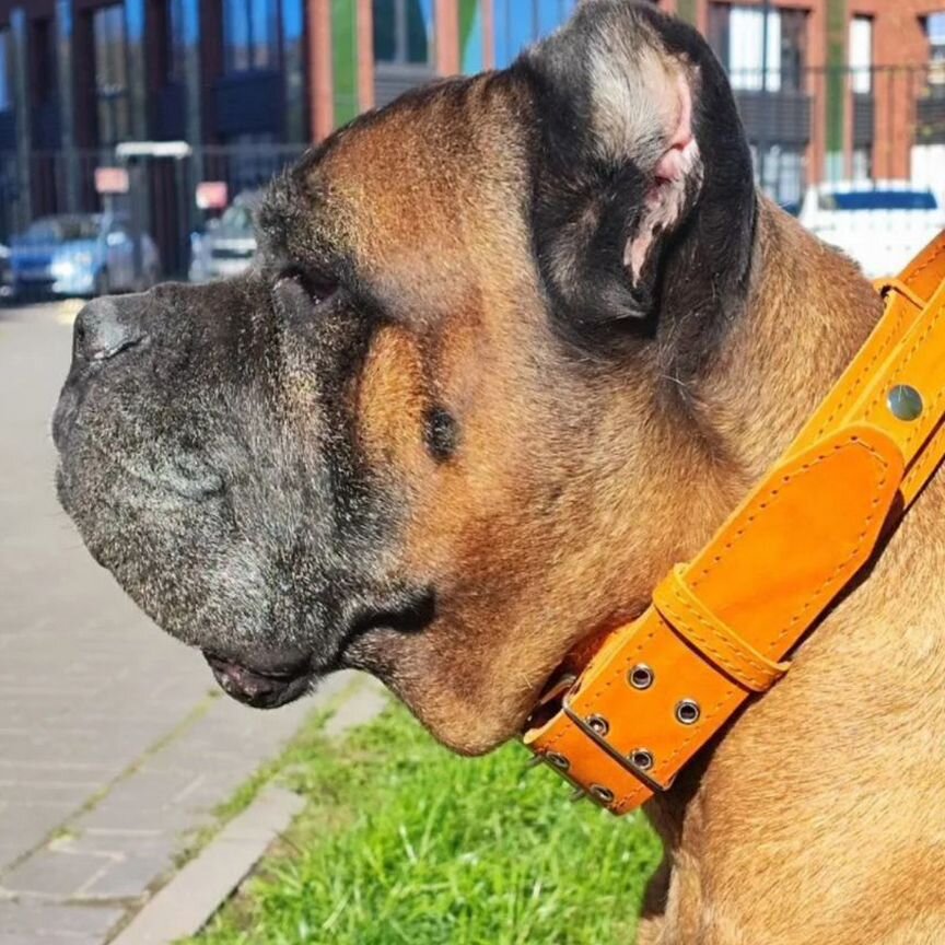 Ошейник кожаный с ручкой для крупных собак