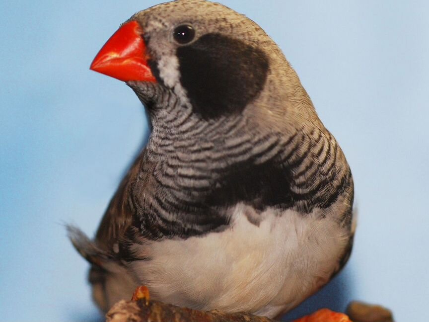 Амадины зебровые редких окрасов