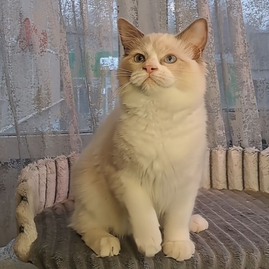 Рэгдолл котёнок