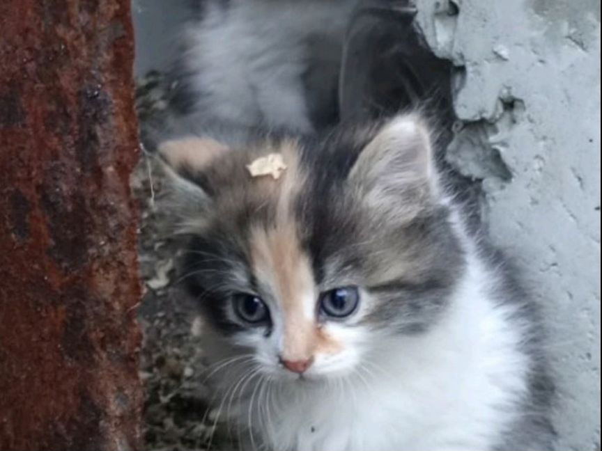 Очаровательным котяткам нужен дом