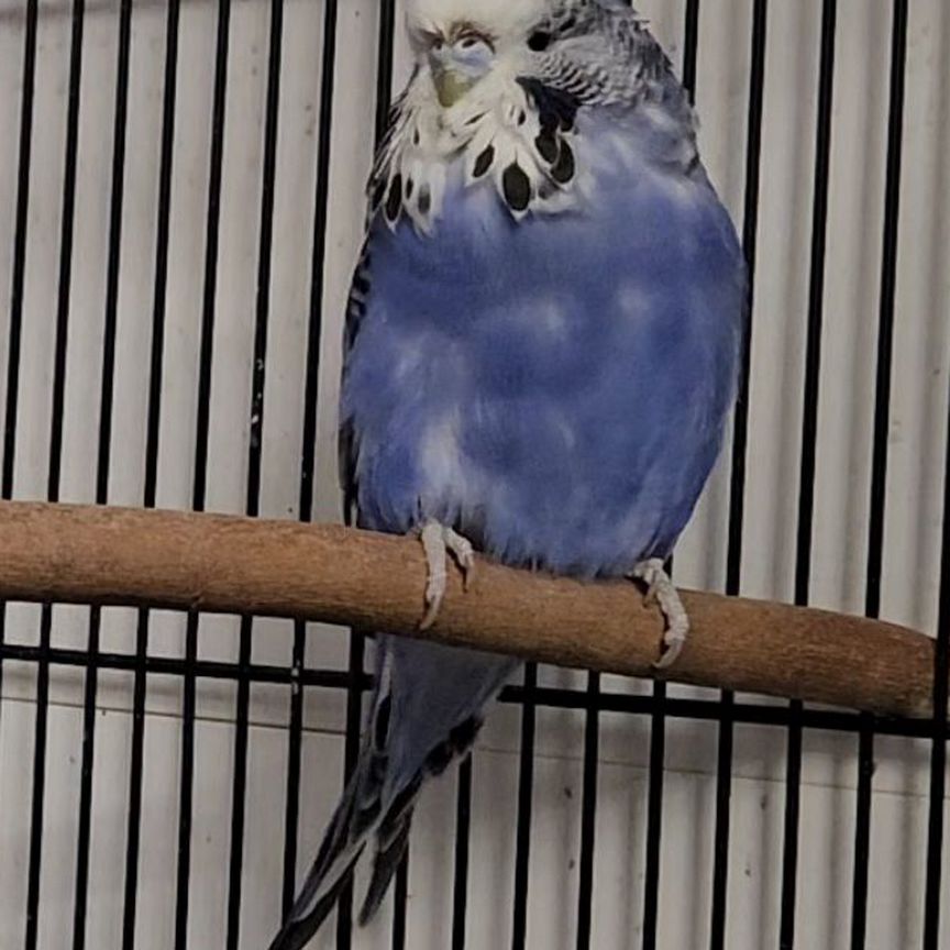 Волнистый попугай получех