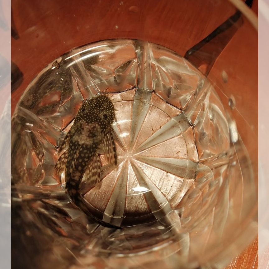 Сомик Анциструс