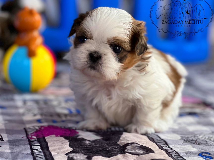 Щи-тцу щенок