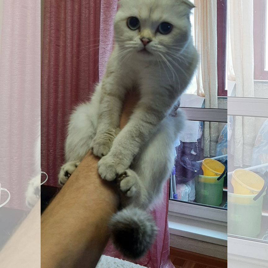 Шотландская вислоухая кошка