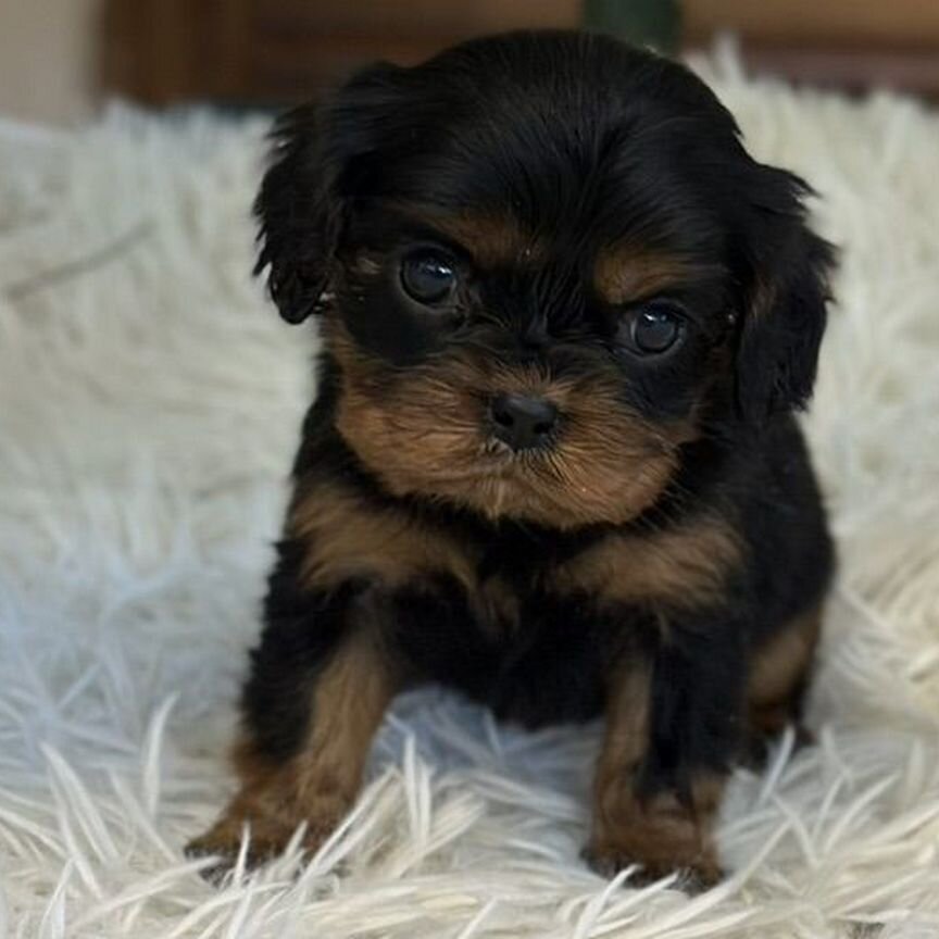 Щенки кавалер кинг чарльз спаниель