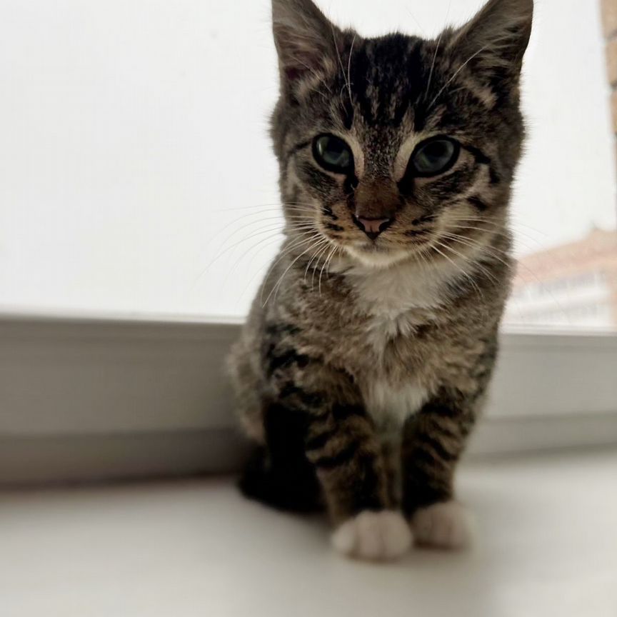 Котёнок 3 месяца, мальчишка