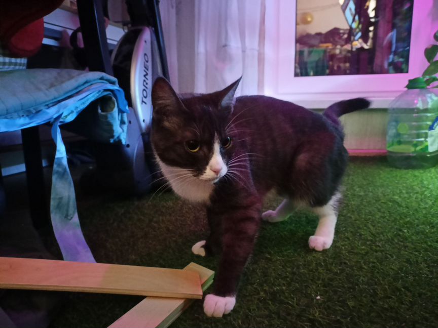 В добрые руки