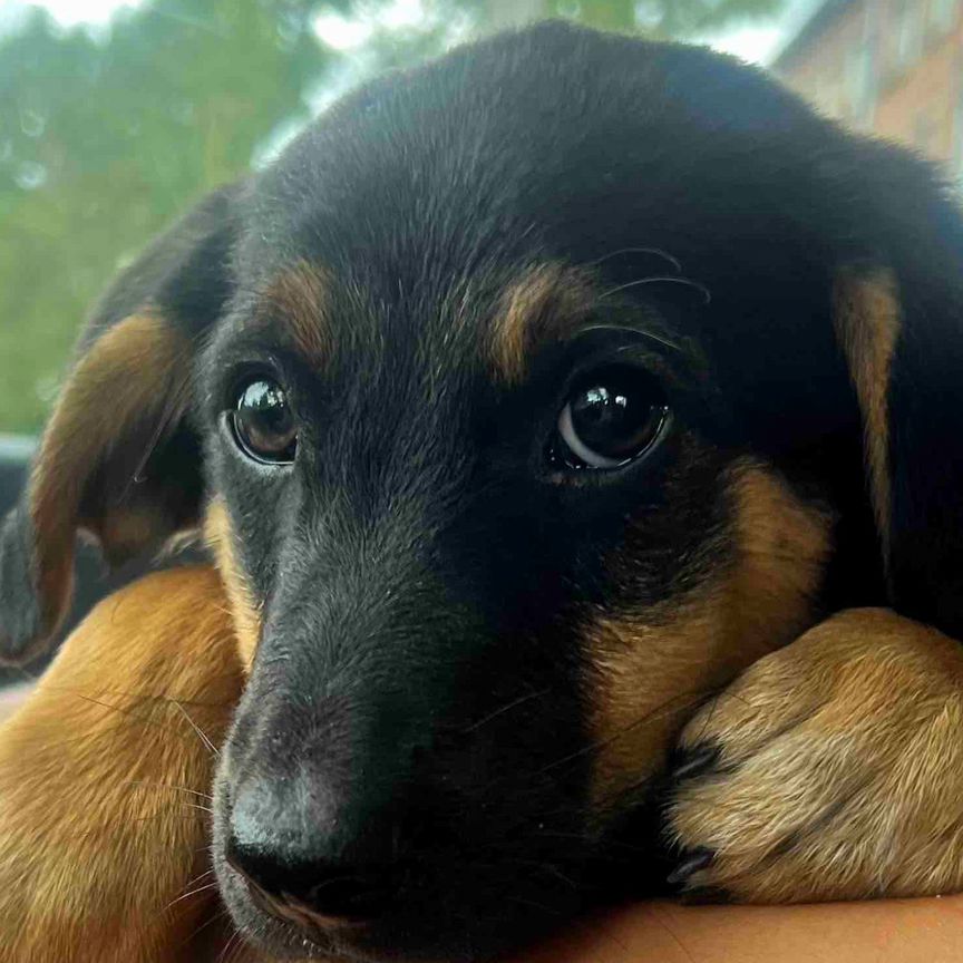 Щенок в лучшие руки