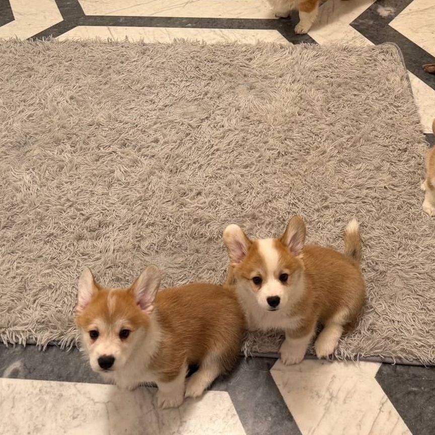 Вельш Корги Пемброк, щенок