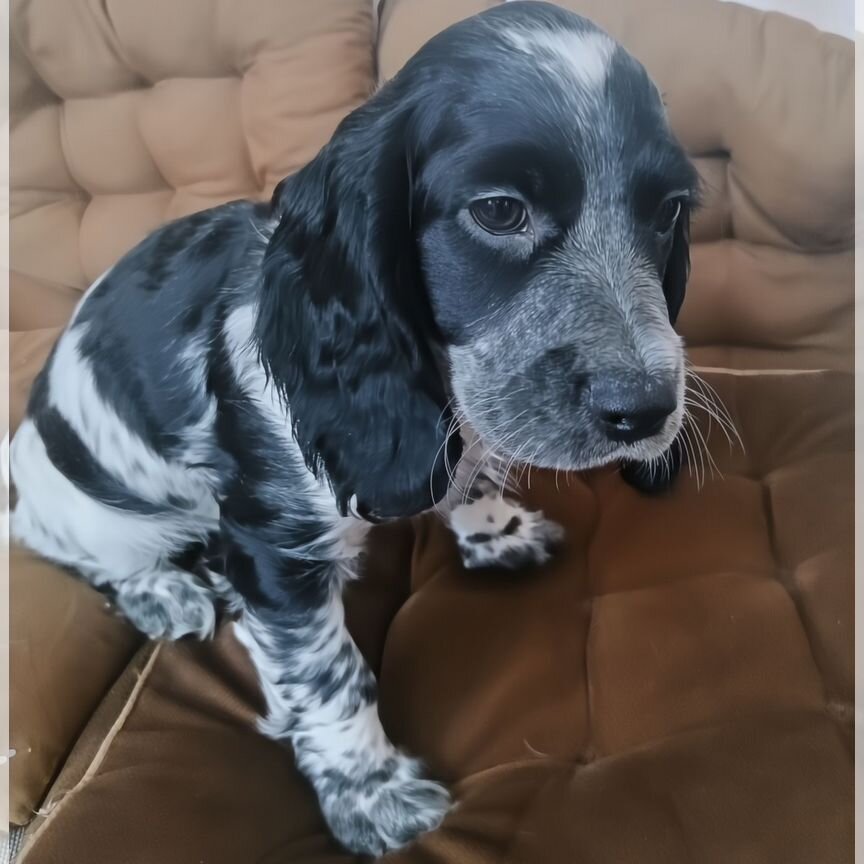 Русский охотничий спаниель, щенок