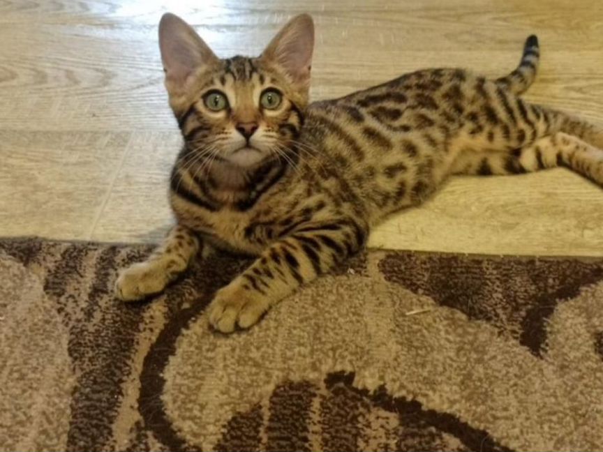 Бенгальская