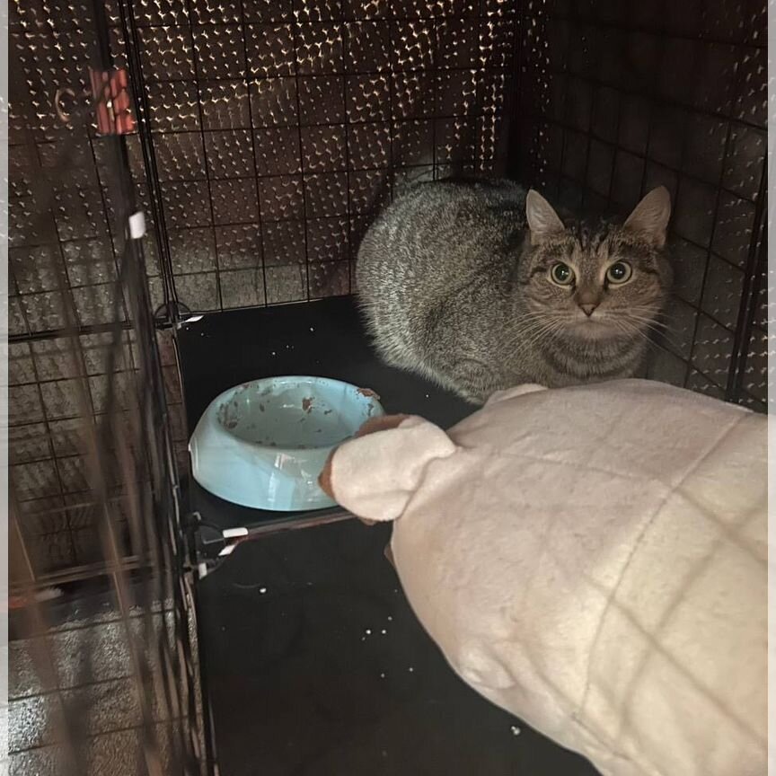 Взрослая, кошка в добрые руки