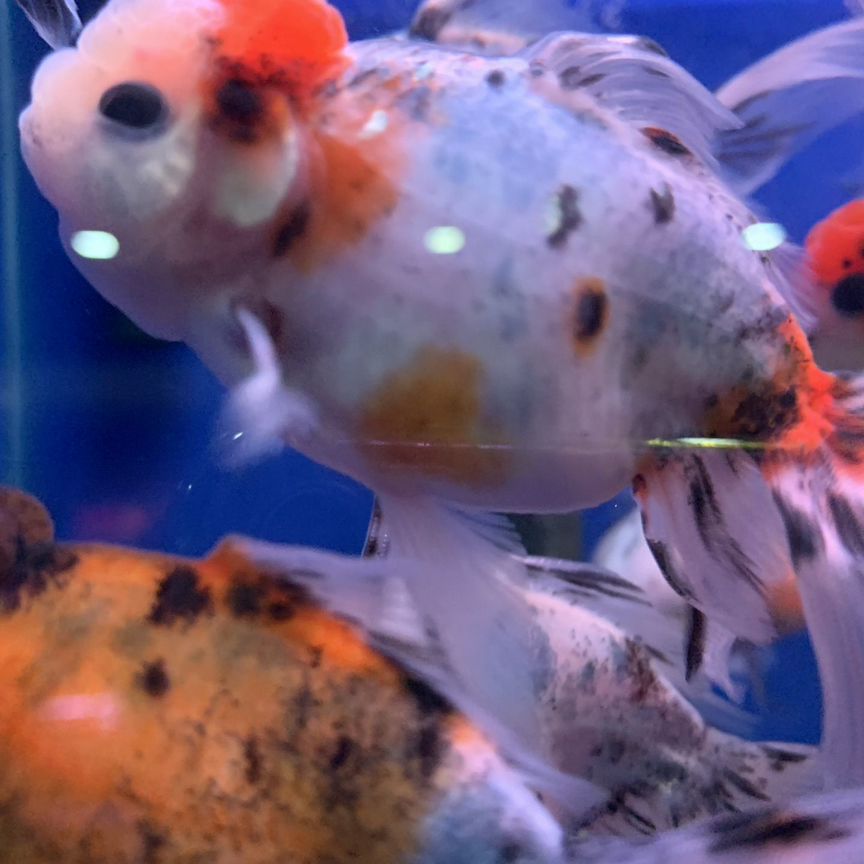 Оранда ситцевая