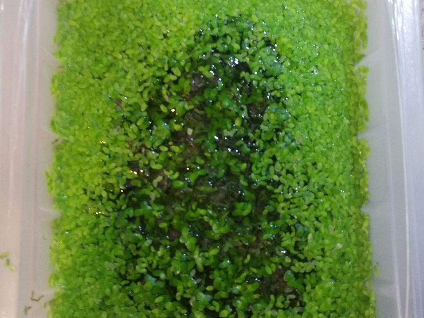 Аквариумное растение- ряска тропическая