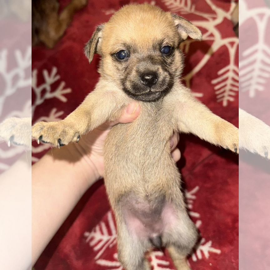 Русский той-терьер, щенок