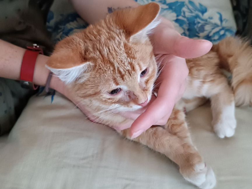 Кот, Кличка Фокс