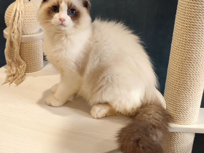 Yarik, рэгдолл с родословной