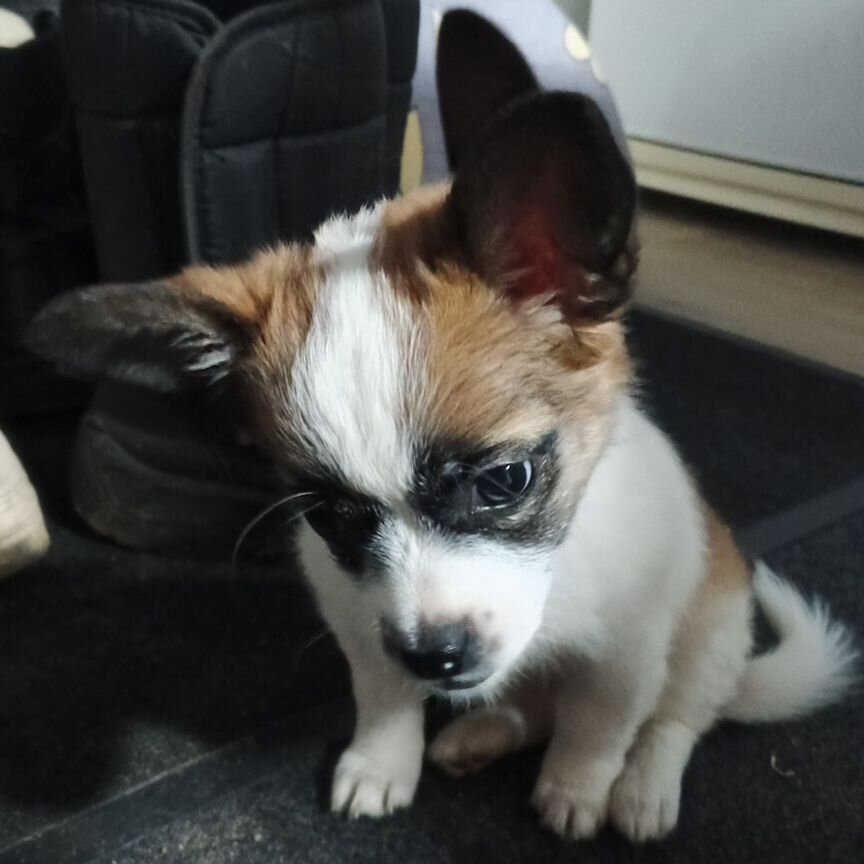 Щенок в добрые руки