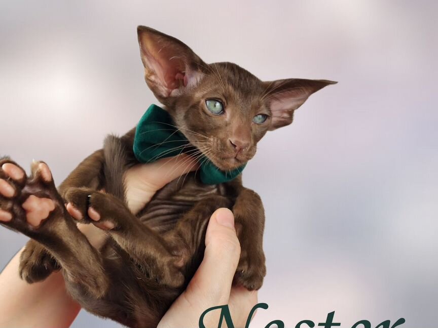 Ориентальная