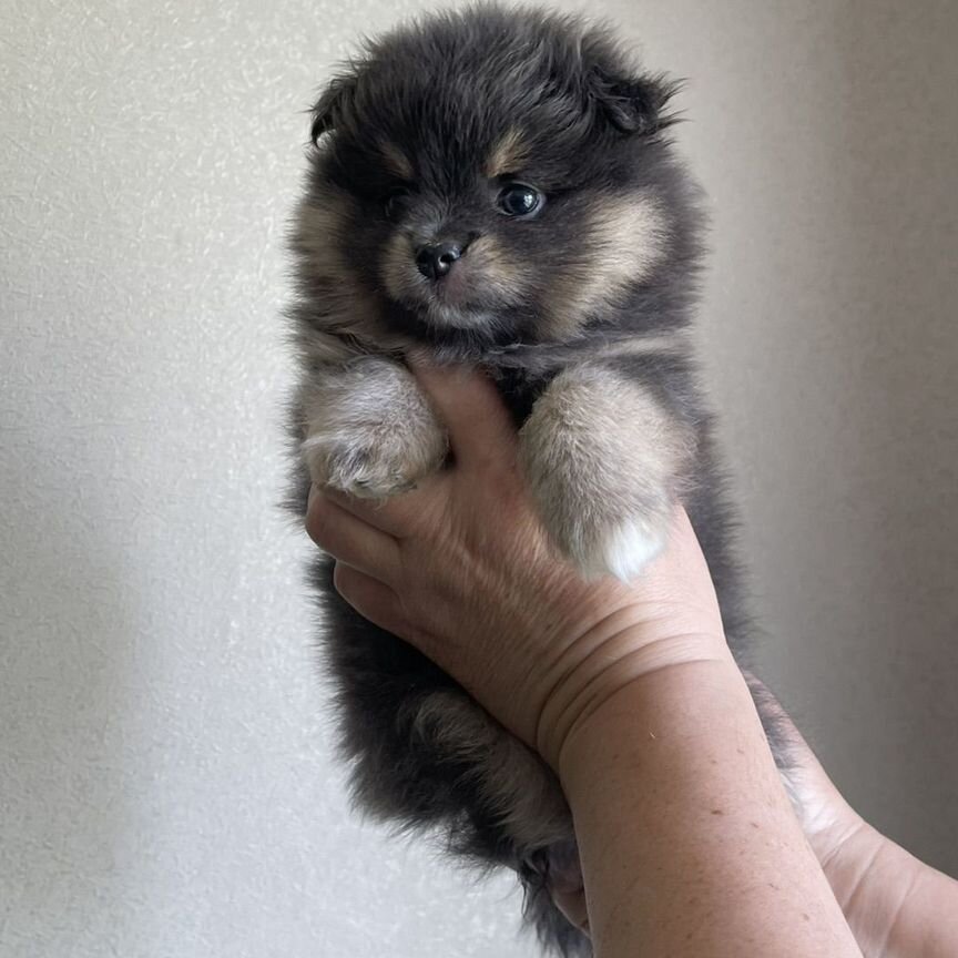 Немецкий шпиц, щенок