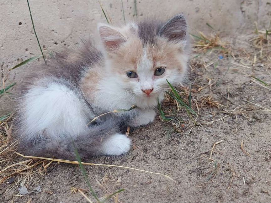 Котята Добрым Хозяевам