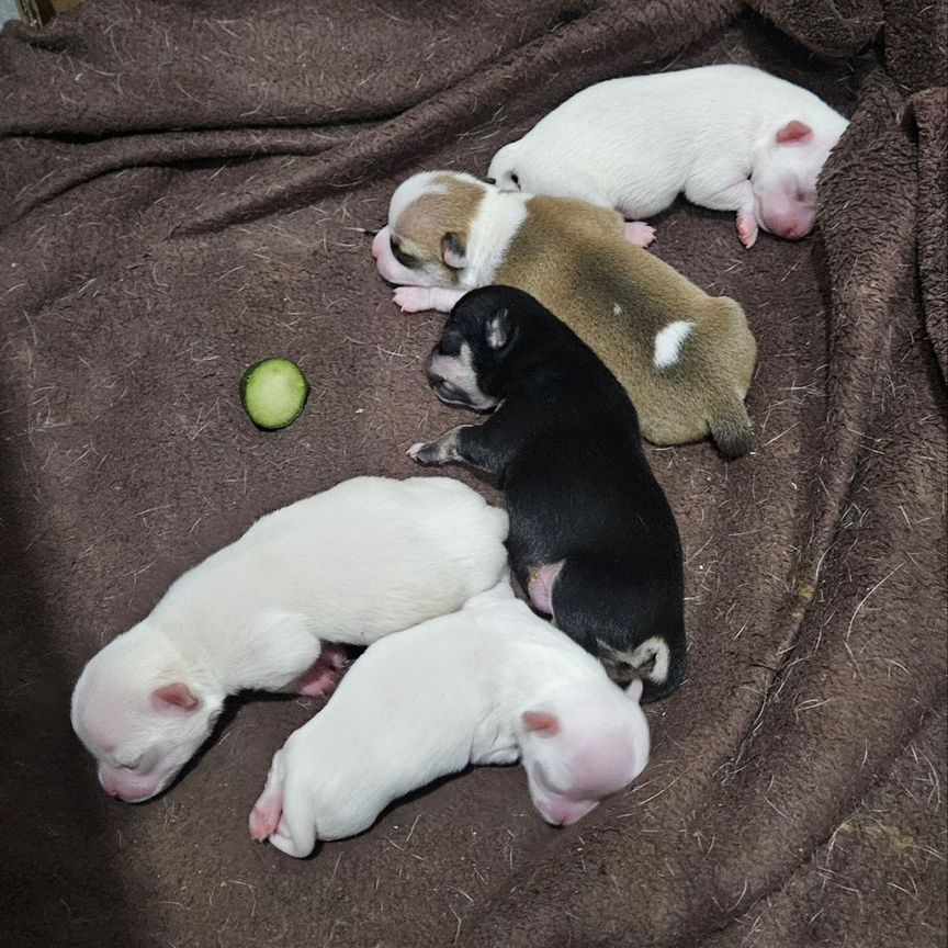 Щенки чихуахуа